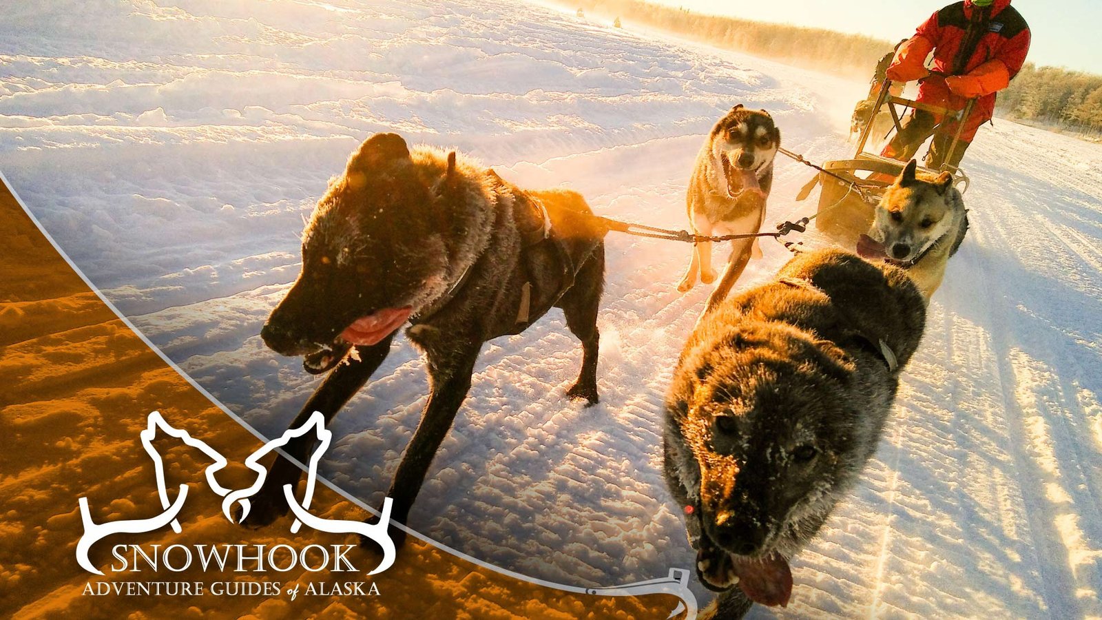 Alaska Dog Sledding Tours & Adventures - Snowhook Adventure Guides