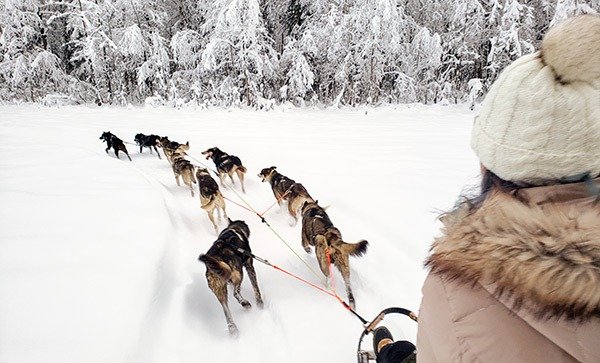 Tips for Taking Great Sled Dog Images on Our Tours - Snowhook Adventure ...
