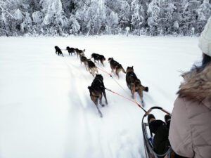 Dog Sled & Snowmobile Combo - Snowhook Adventure Guides of Alaska