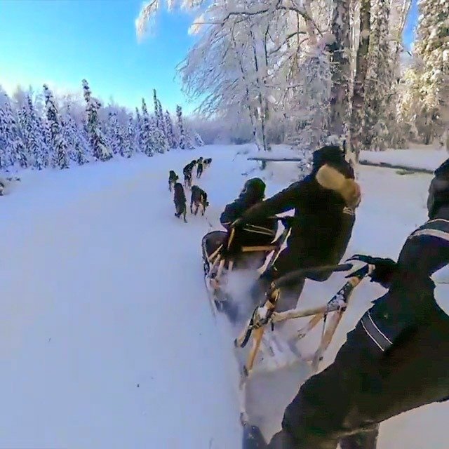 Roles of Sled Team Dogs in Alaska Mushing - Snowhook Adventure Guides ...